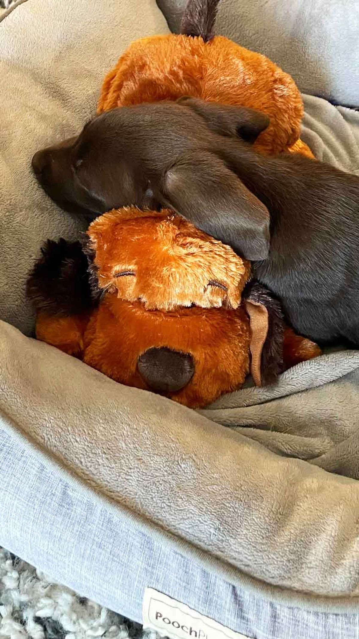 Snuggle Puppy® Heartbeat Stuffed Toy for Pet Anxiety Relief