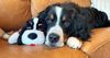 Snuggle Puppy® Heartbeat Stuffed Toy for Pet Anxiety Relief