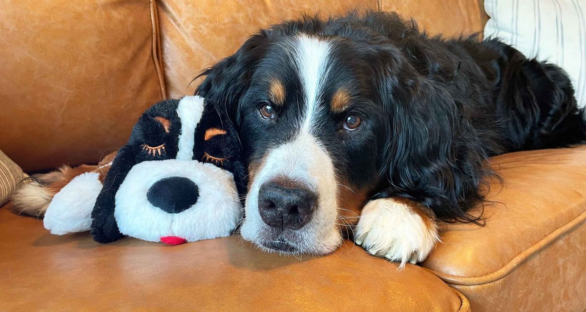Snuggle Puppy® Heartbeat Stuffed Toy for Pet Anxiety Relief