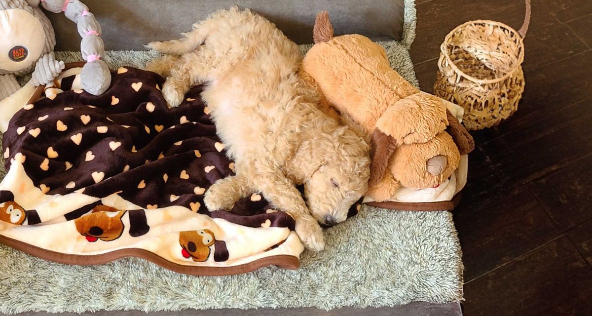 Snuggle Puppy® Heartbeat Stuffed Toy for Pet Anxiety Relief