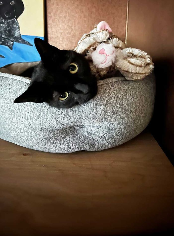 Snuggle Puppy® Heartbeat Stuffed Toy for Pet Anxiety Relief